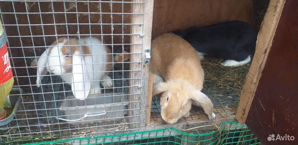 Кролики гиганты