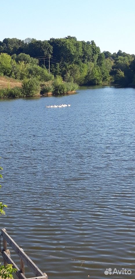 Утки-муларды