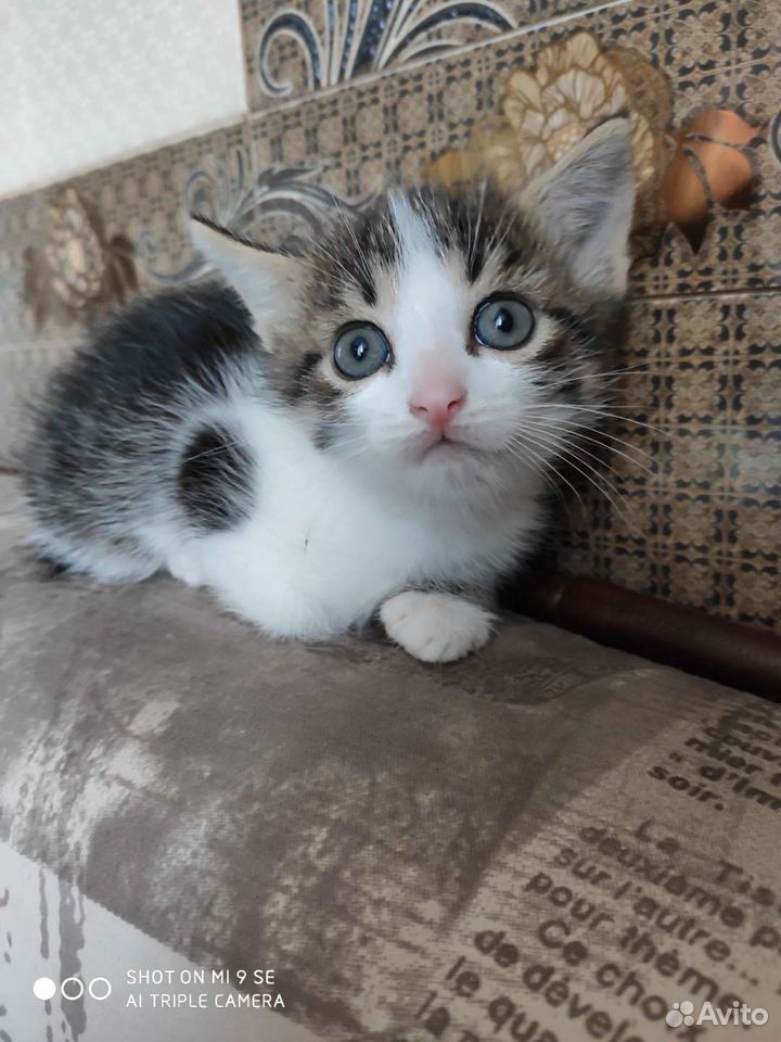 Котенок