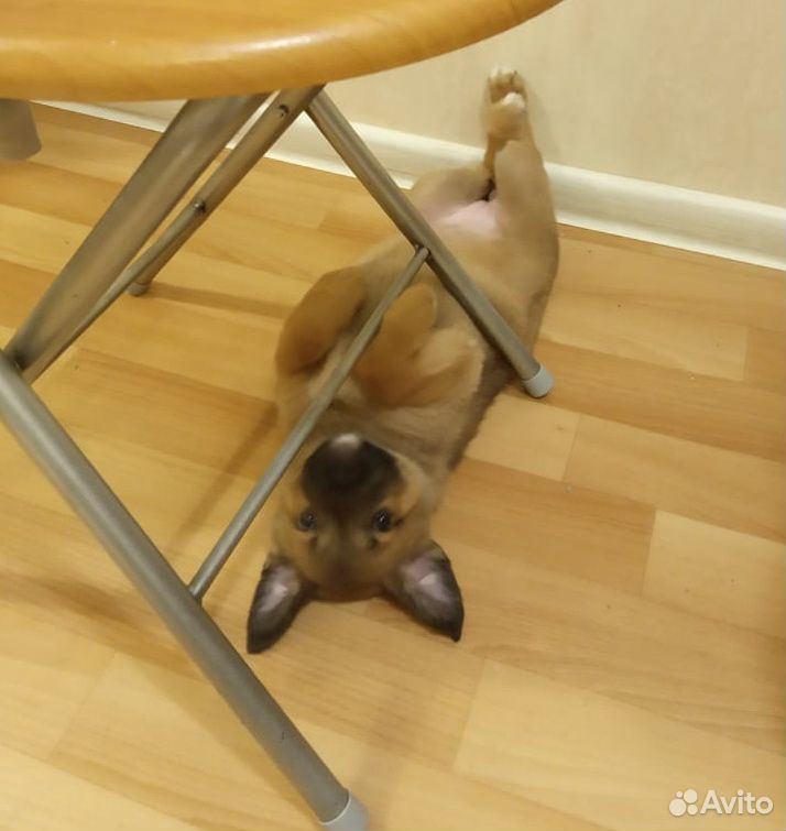 Маленькие смешные щенята ищут дом