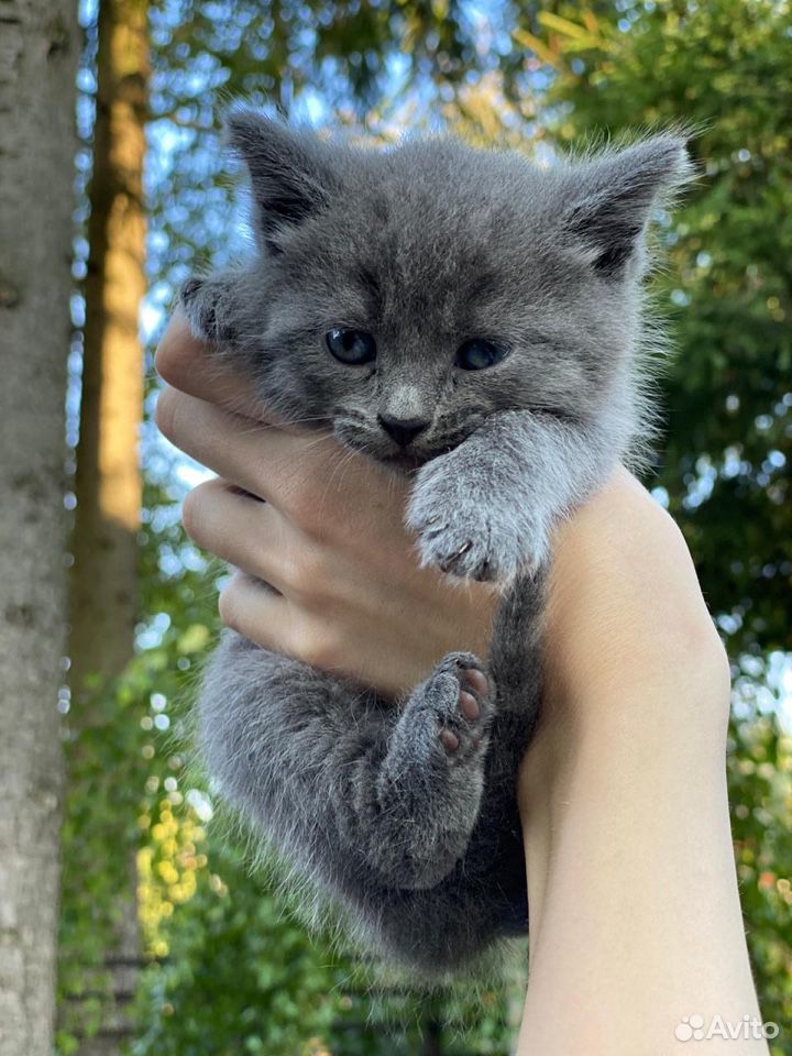 Русская голубая