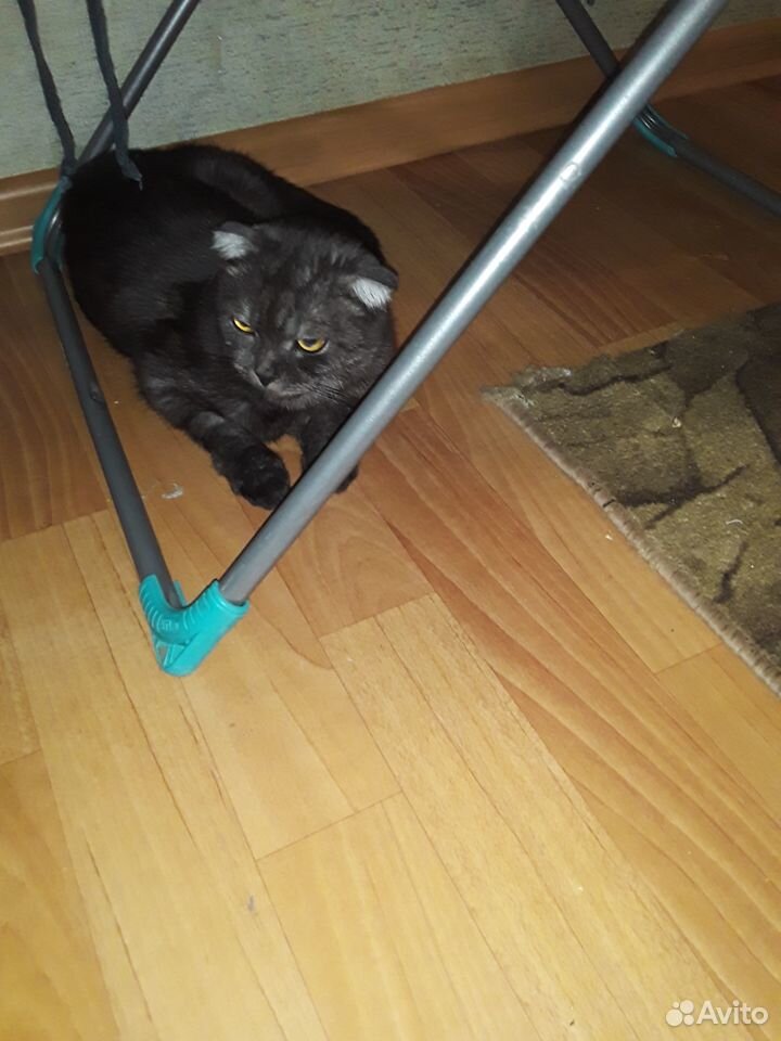 Кошка и котята шатланской породы