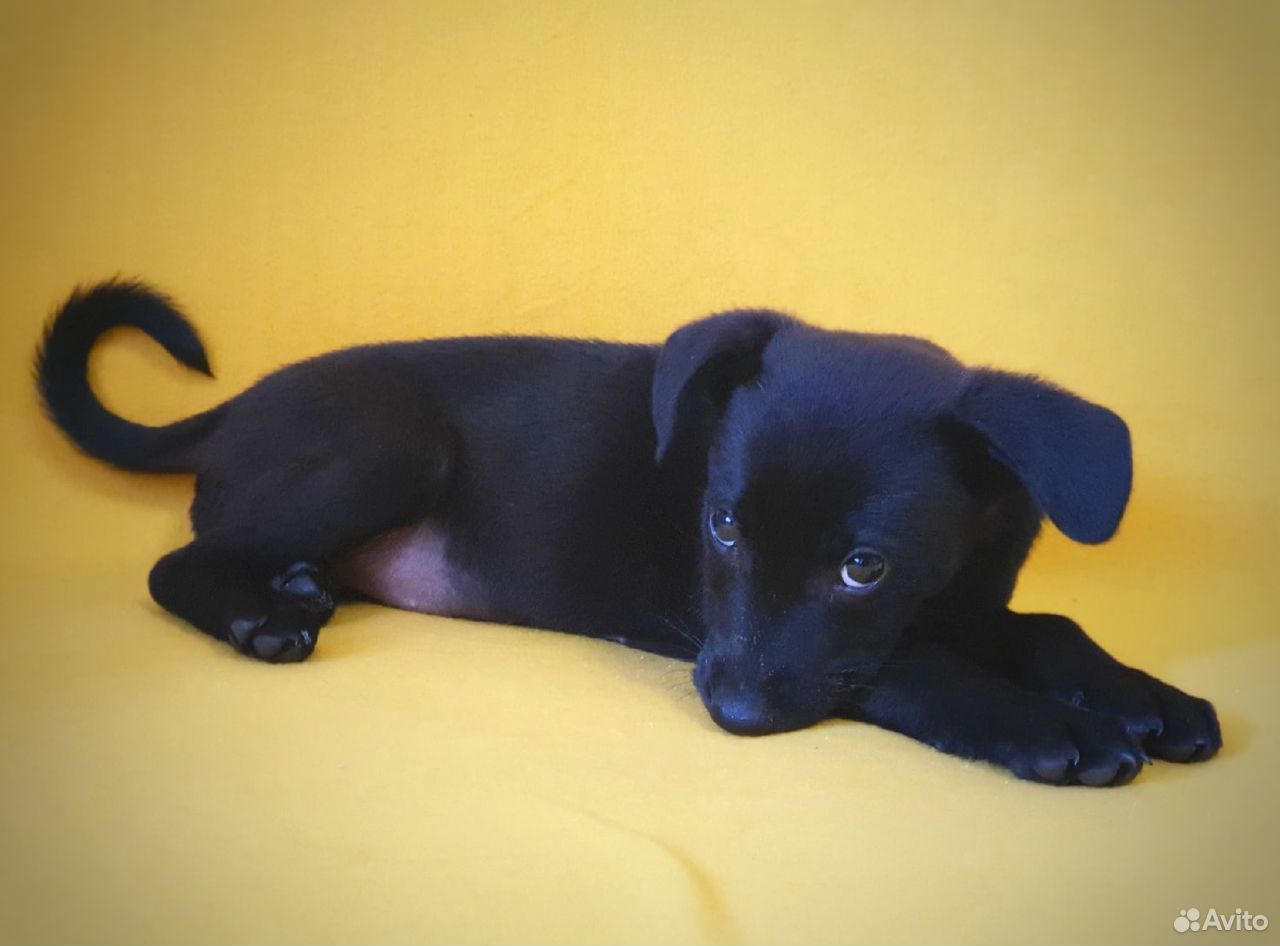 Щенуля ждет хозяев