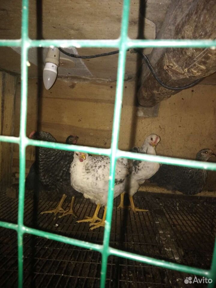 Цыплята поместные