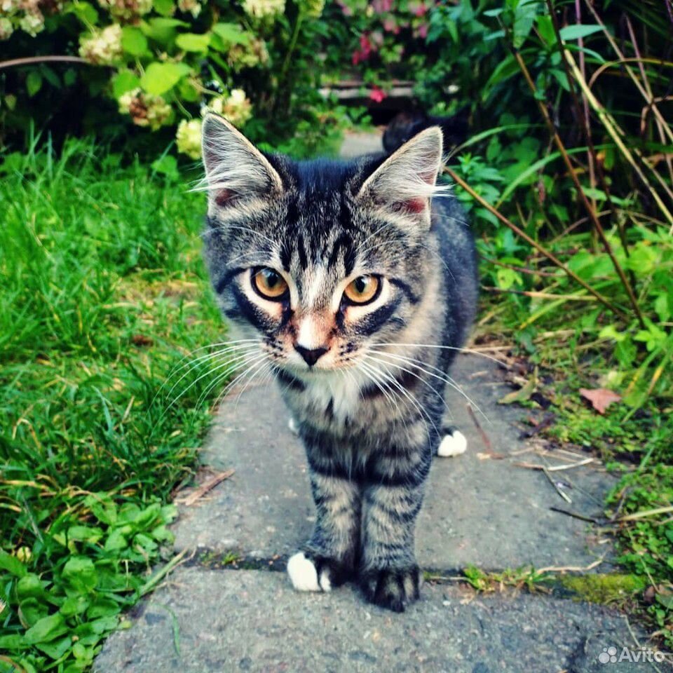 Котята ищут своего человека