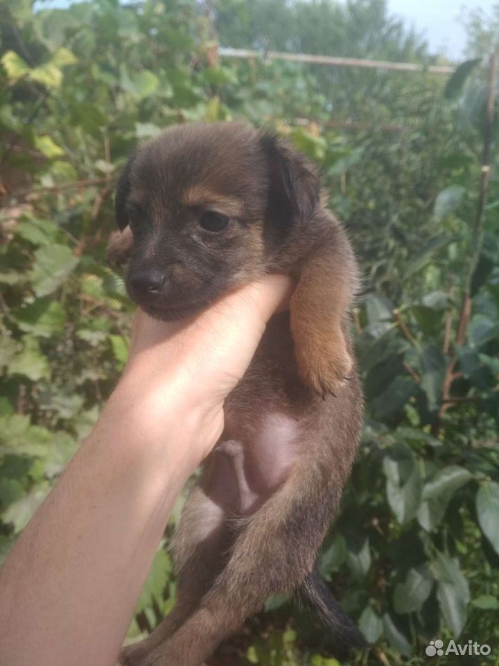 Щенки. отдам даром