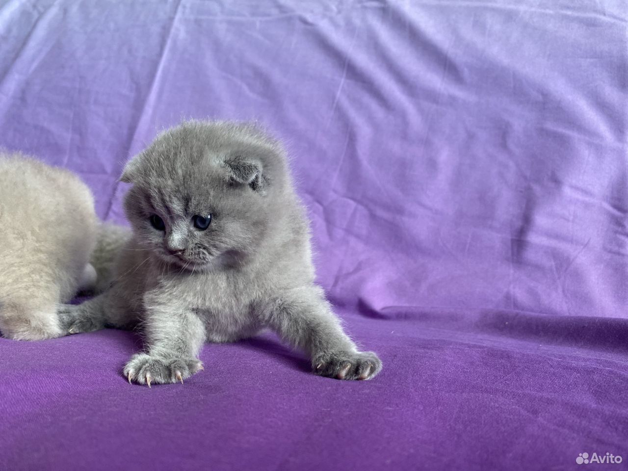 Шотландцы
