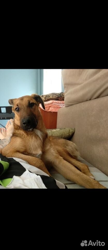 Собака Ганс