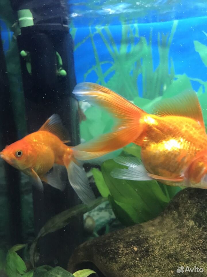 Две золотых рыбки (Риукин)