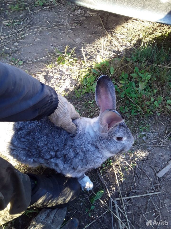 Продам крола