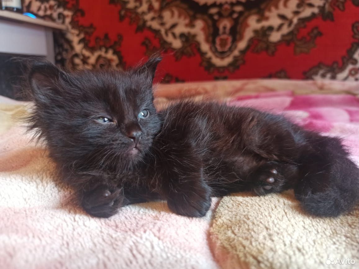 Котята ищут дом