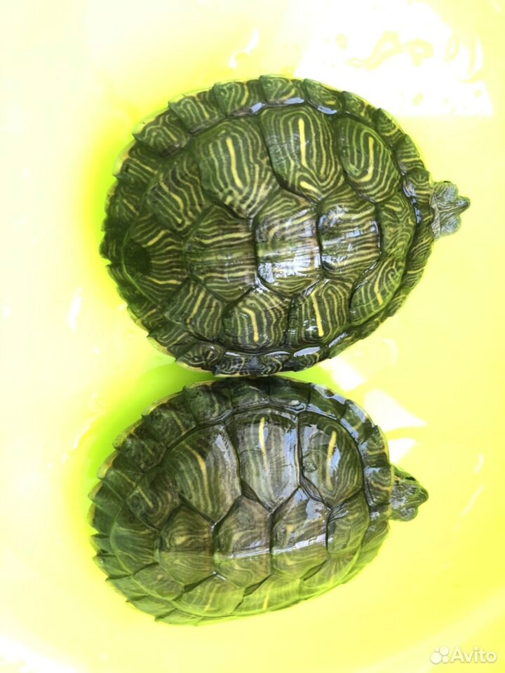 Отдам черепах бесплатно