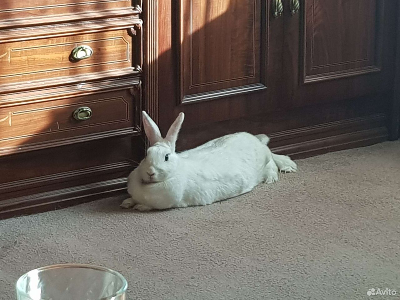 Отдам крольчиху в добрые ручки