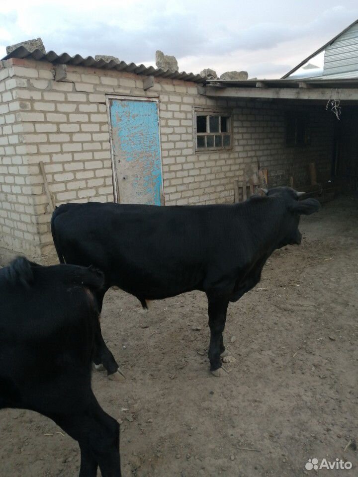 Телята