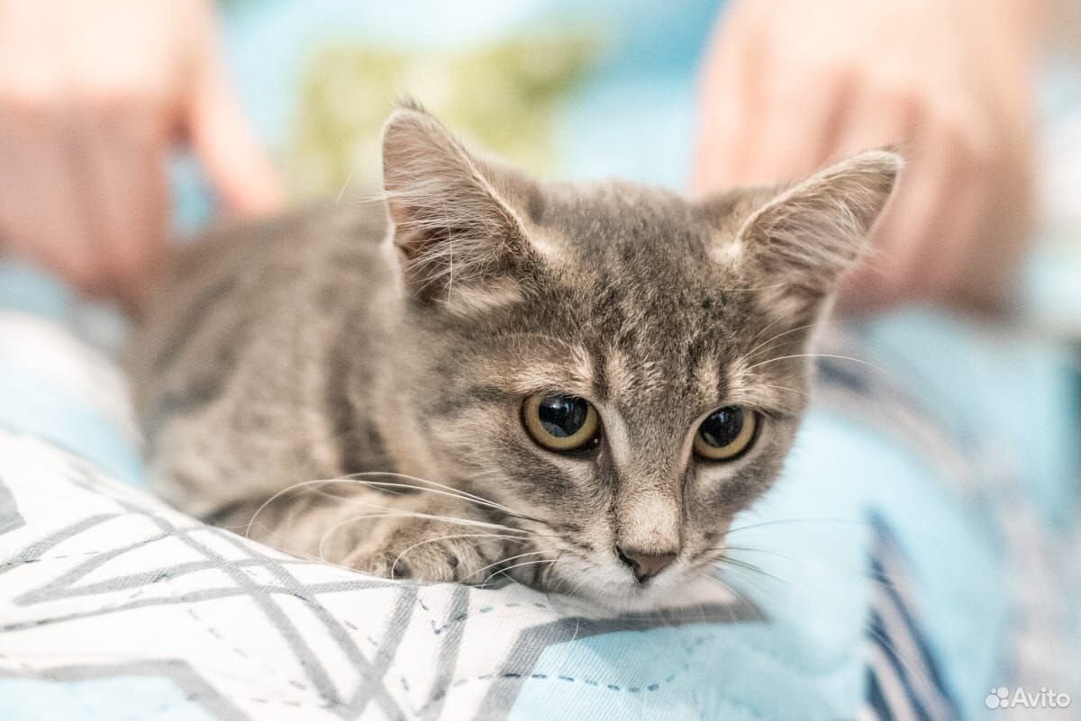 Котенок в дар