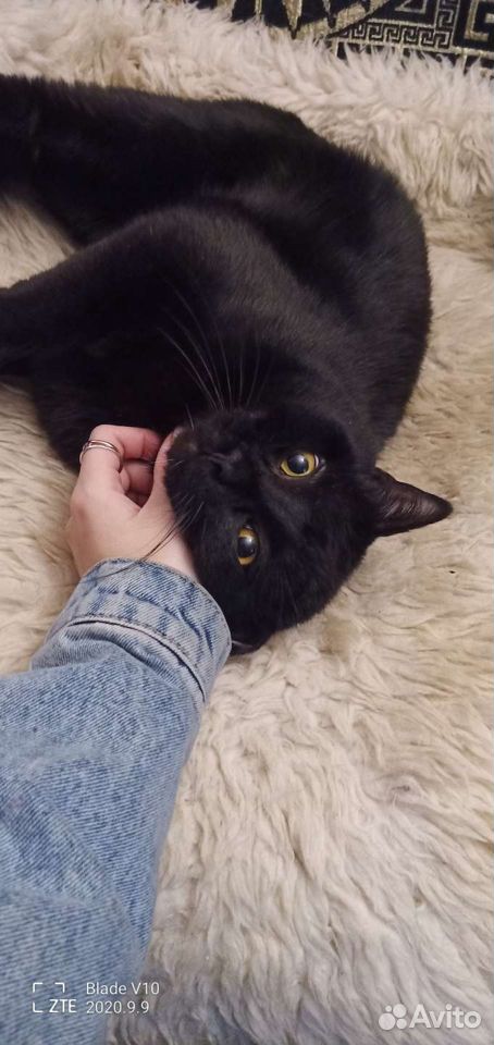 Кот Британец