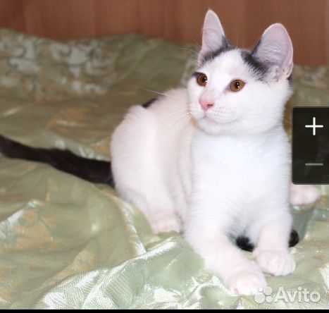 Мурзик в добрые руки