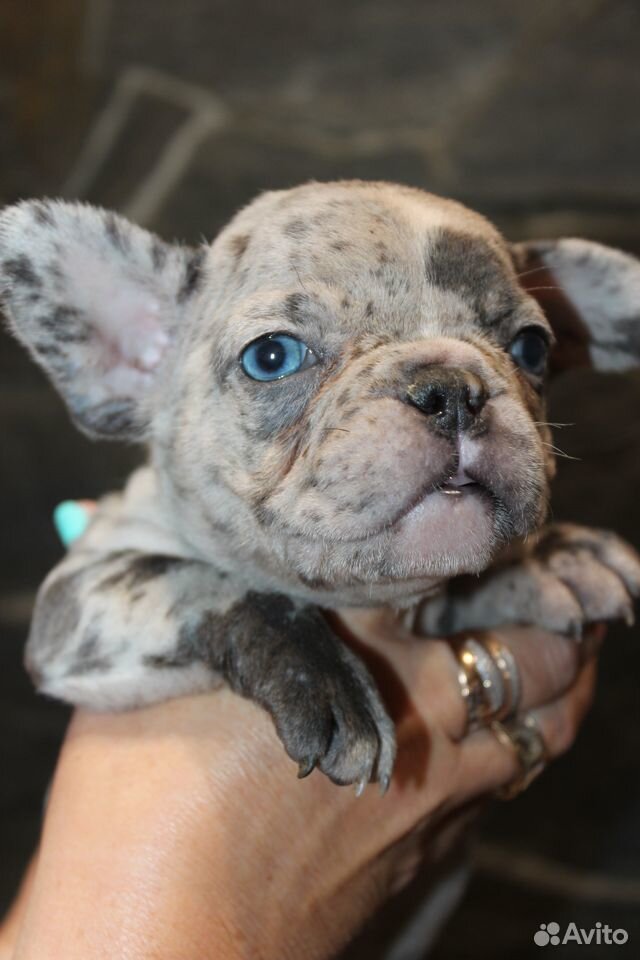 Девочка голубой мерле