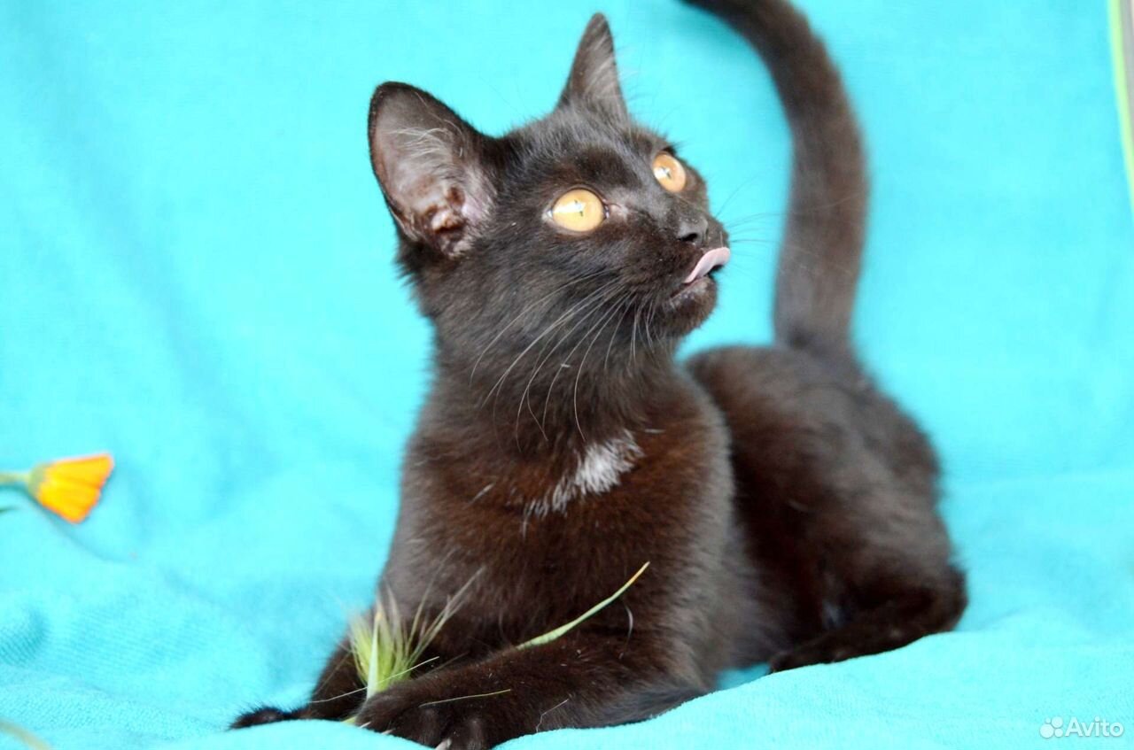 Отдам котенка