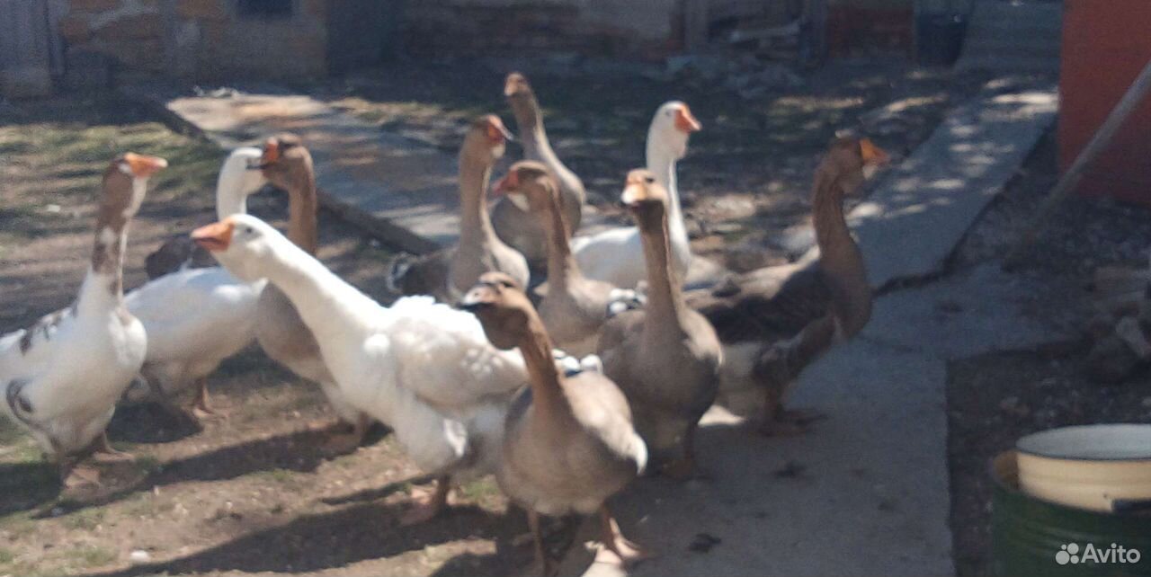 Продаются гуси холмагоры цена 4000