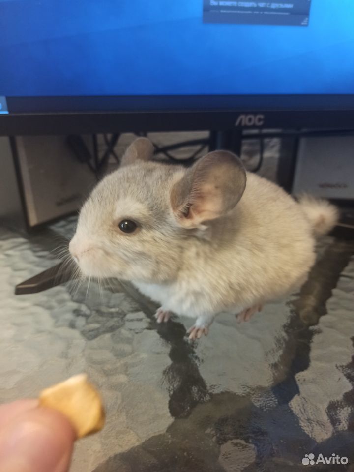 Шиншилла мальчик 2 мес