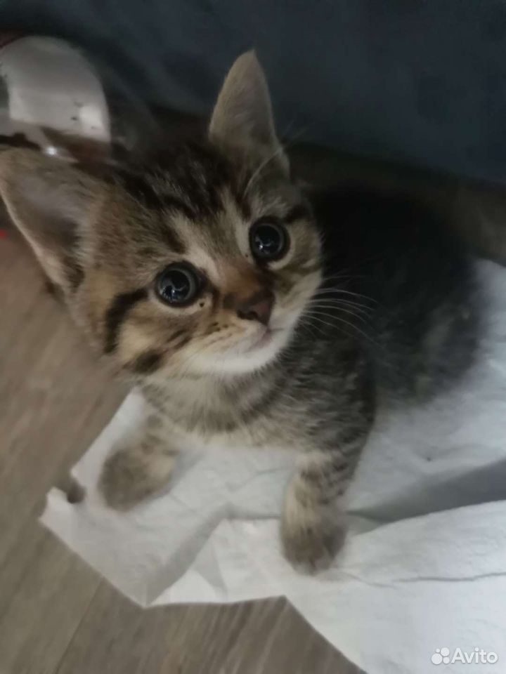 Кошка
