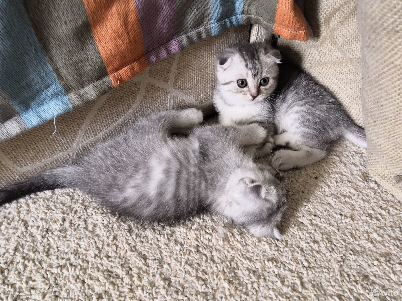Шотландские девочки