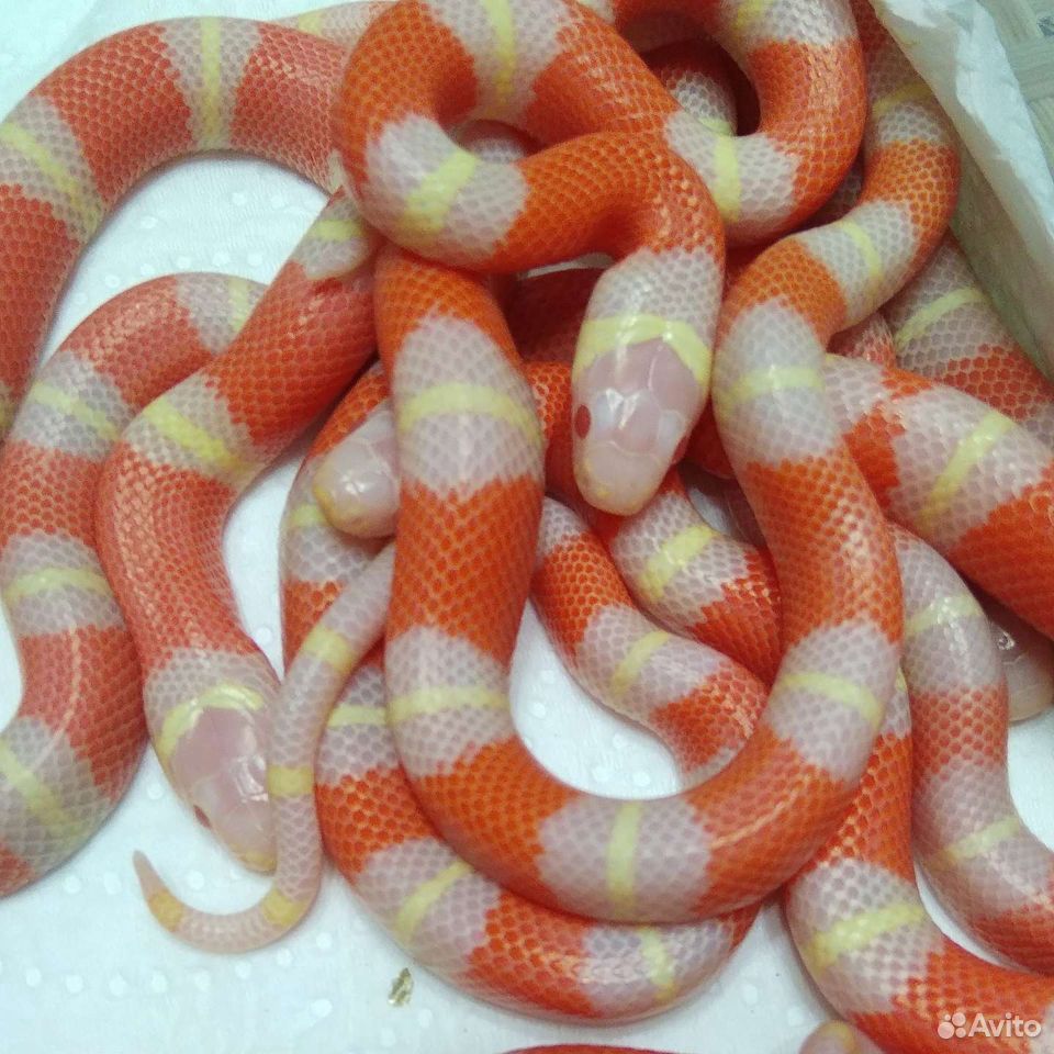 Молочная змея Нэльсона