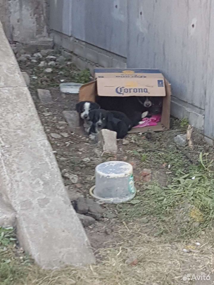 Щинята 5 шт. брошенные, нужен хозяин