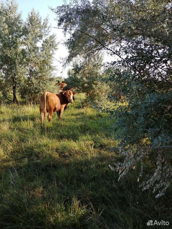 Бычки подсосные