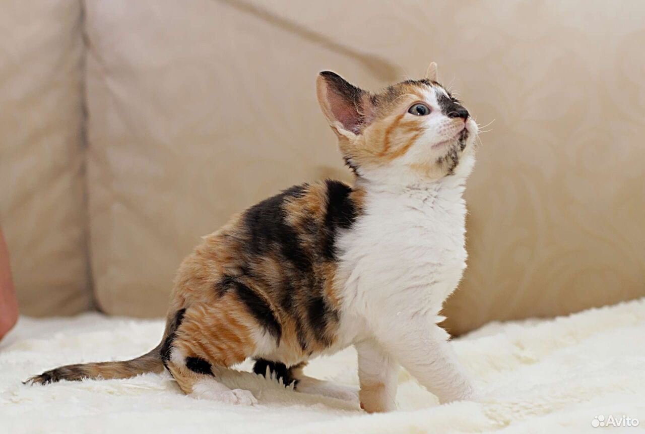 Кудряшка Сью 1, 5 мес