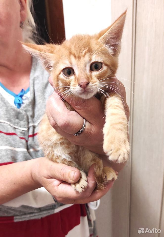 Маленький рыжий котенок-мальчик в добрые руки
