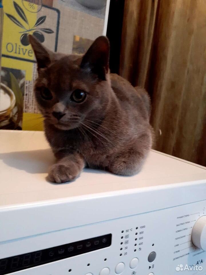 Бурманская