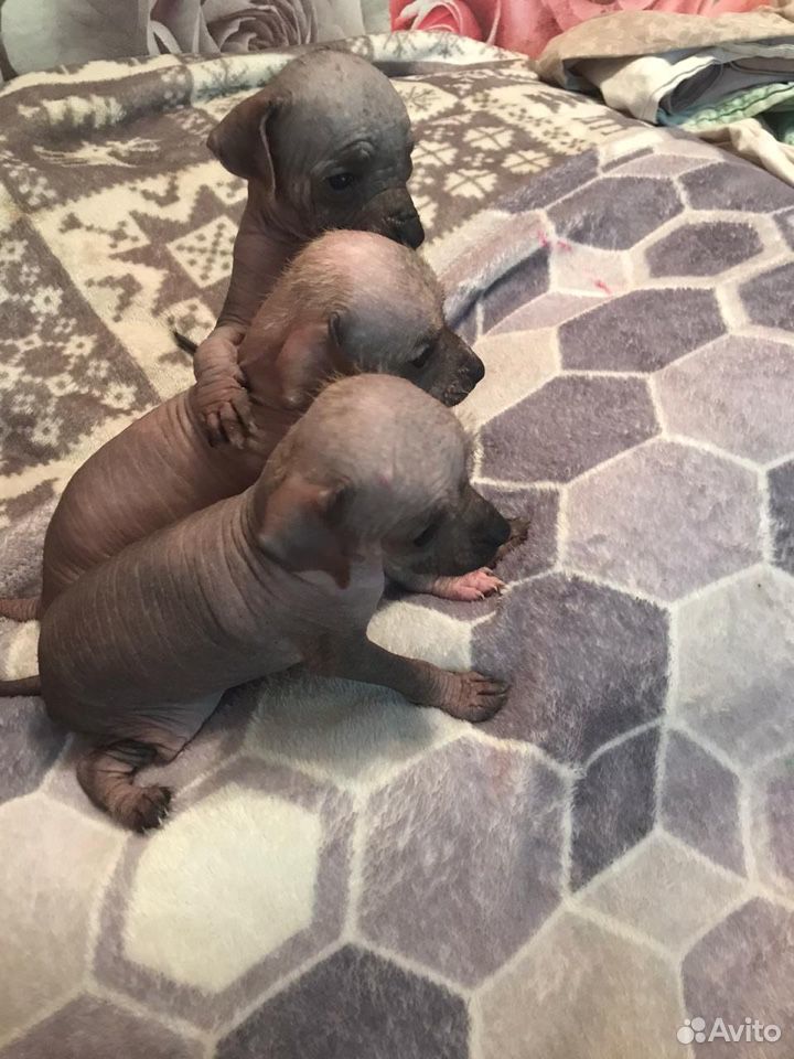 Мексиканская голая щенки