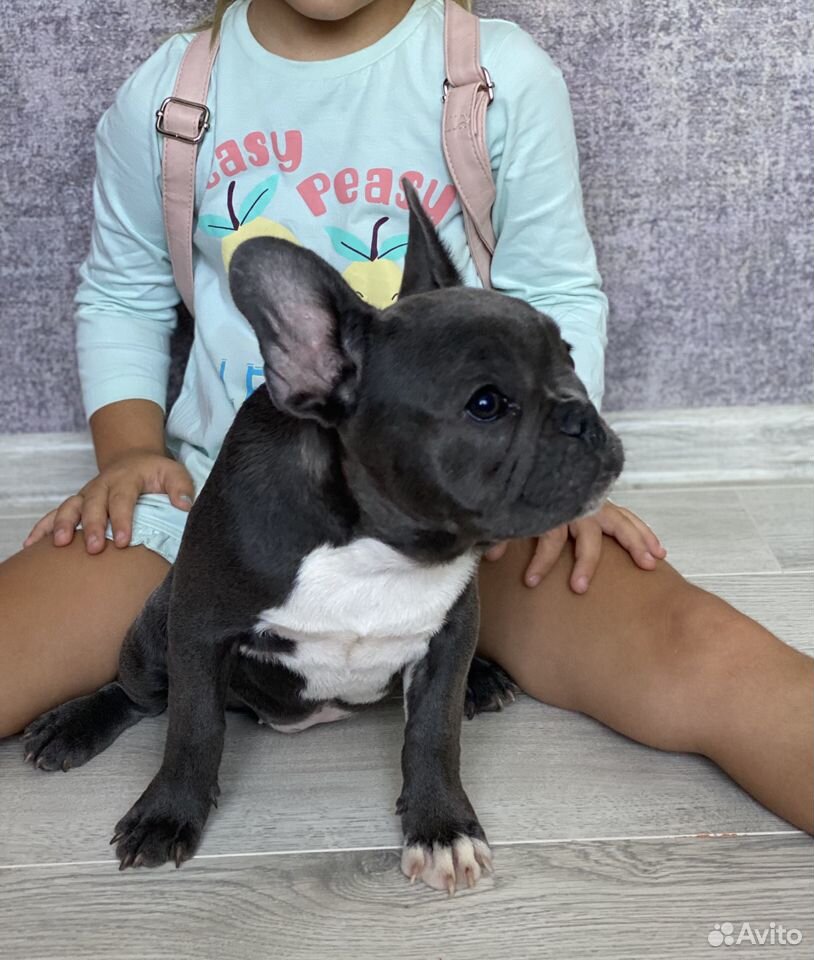 Чудесные щеночки Французского бульдога