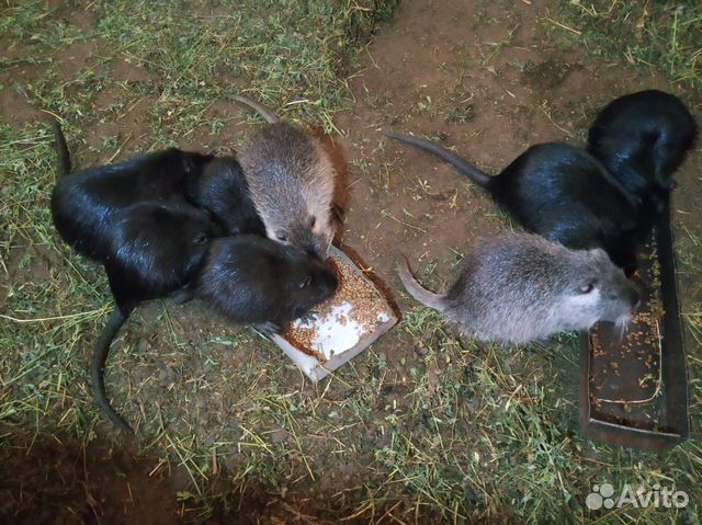 Нутрии самочки на развод