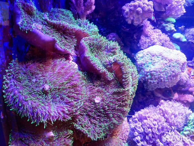 Морские животные