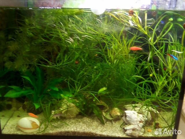 Сомики малыши и расстения аквриумные