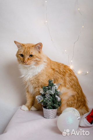 Кот бесплатно