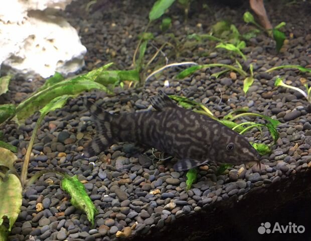 Мраморная боция