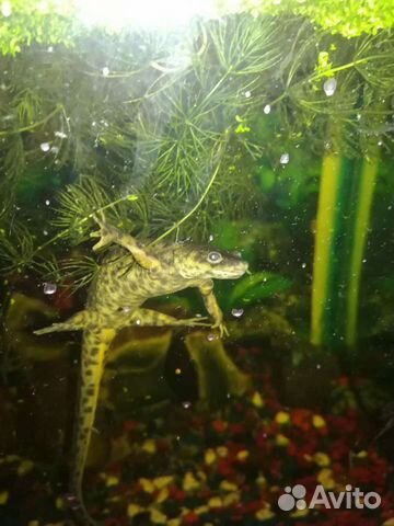 Тритоны. цена за пару