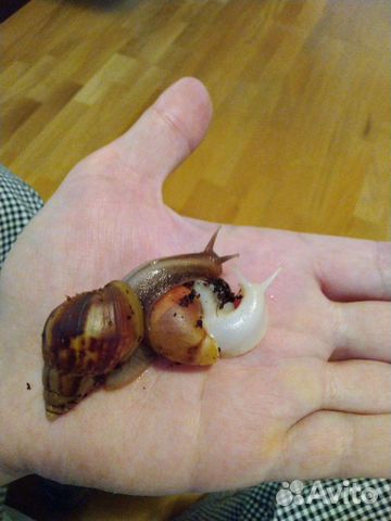 Улитки Ахатина в подарок