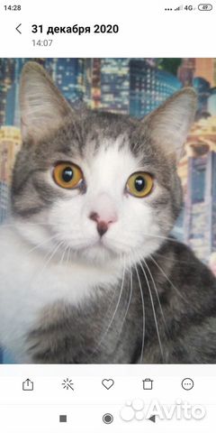 Котик Барсик- ласковый подросток