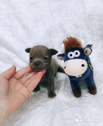 Бронь лиловый парнишка. Мини чихуахуа