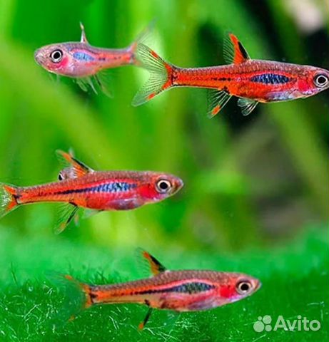 Бригитты расборы