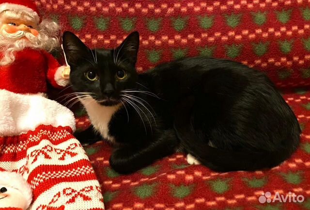 Ласточка ищет дом