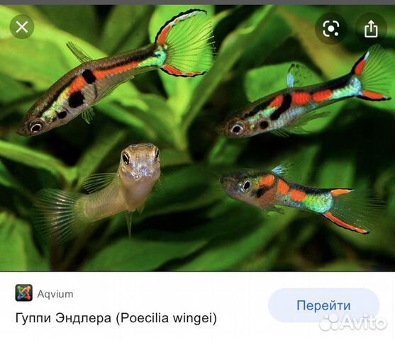 Рыба гуппи эндлера бесплатно