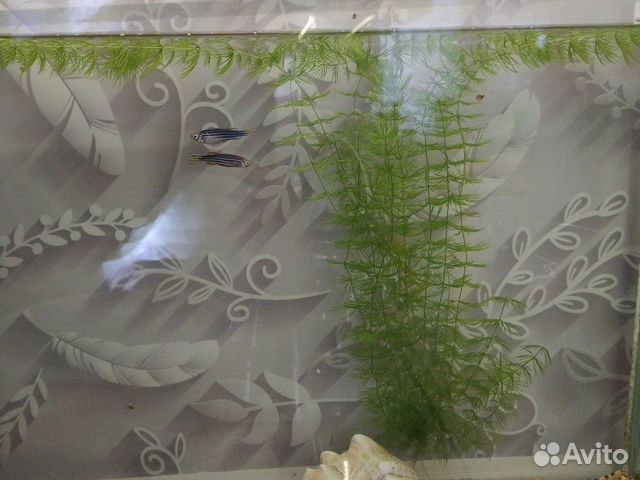 Отдам роголистник