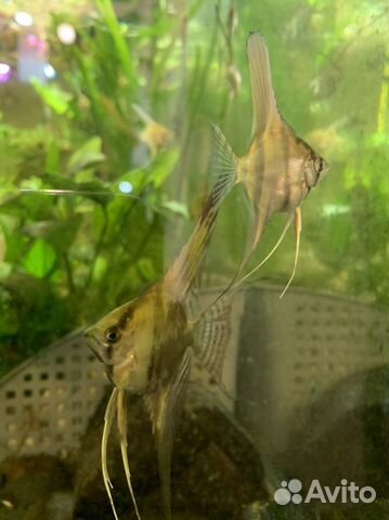 Молодые скалярии