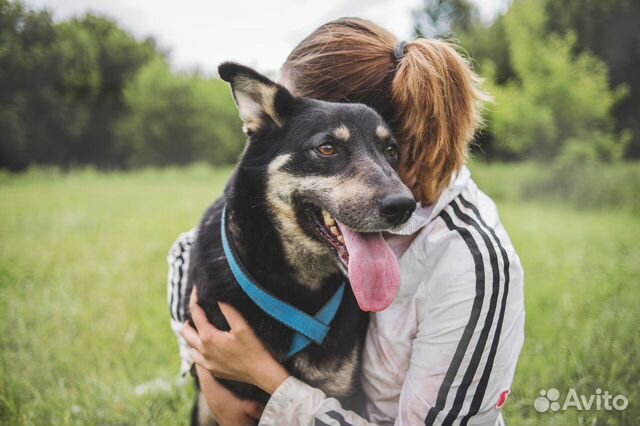 Очаровательная пампушка-веселушка Лакрица